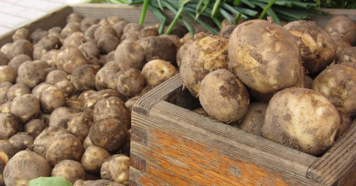 ”Nypotatisen växer så det knakar” | Östnyland | Svenska Yle