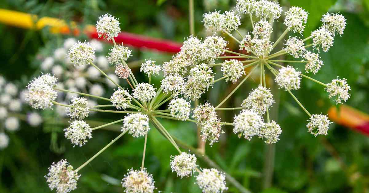 Highly poisonous plants detected on Helsinki's beaches | Yle News | Yle