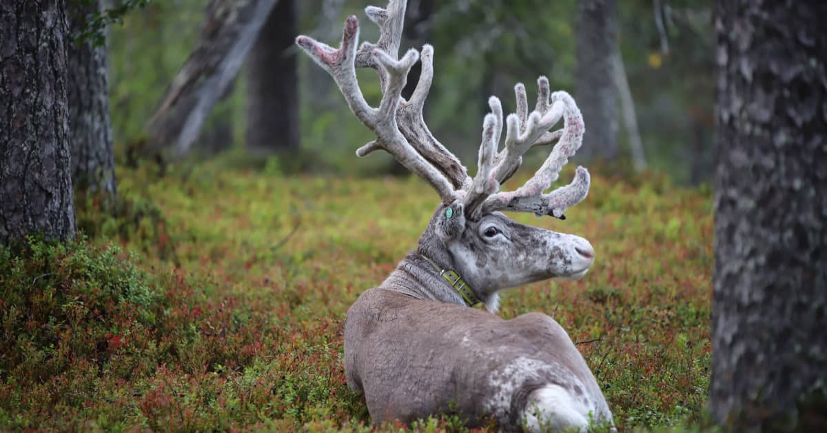 Porojen rykimä eli kiima-aika alkaa – luonnossa voi liikkua ...