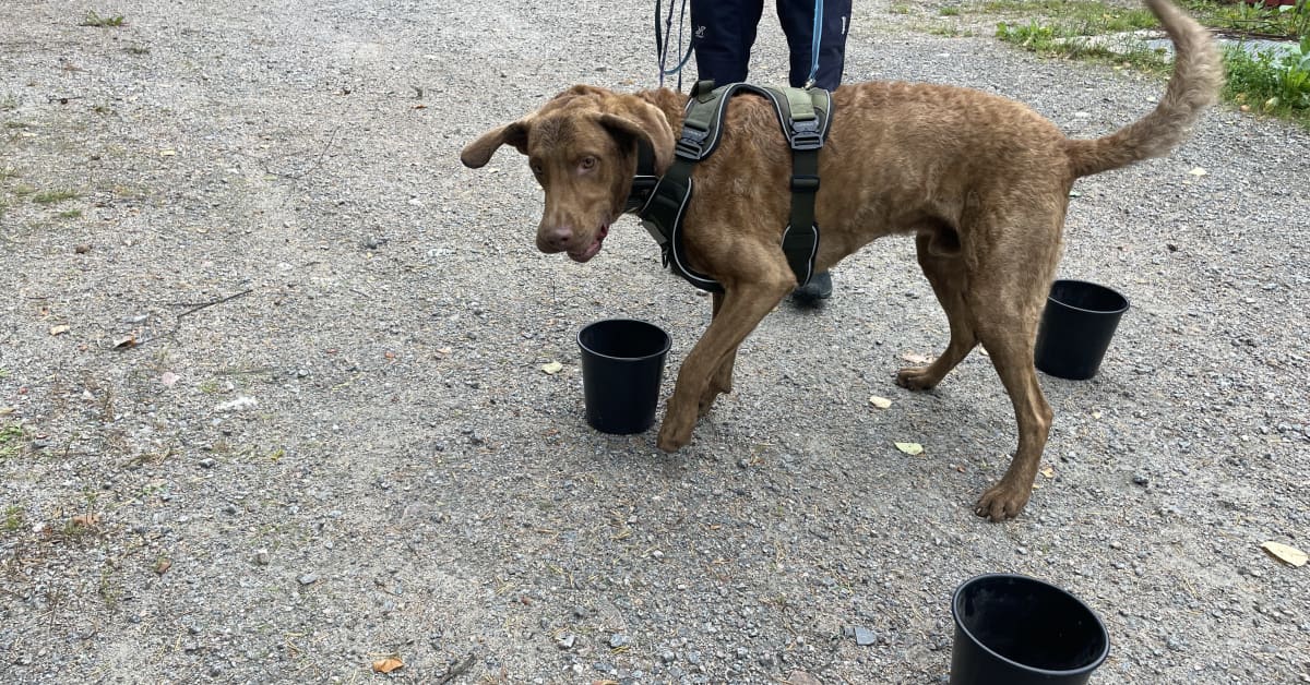 Tiesitkö, että veden alta voi vainuta? Hessu-koiraa koulutetaan ...
