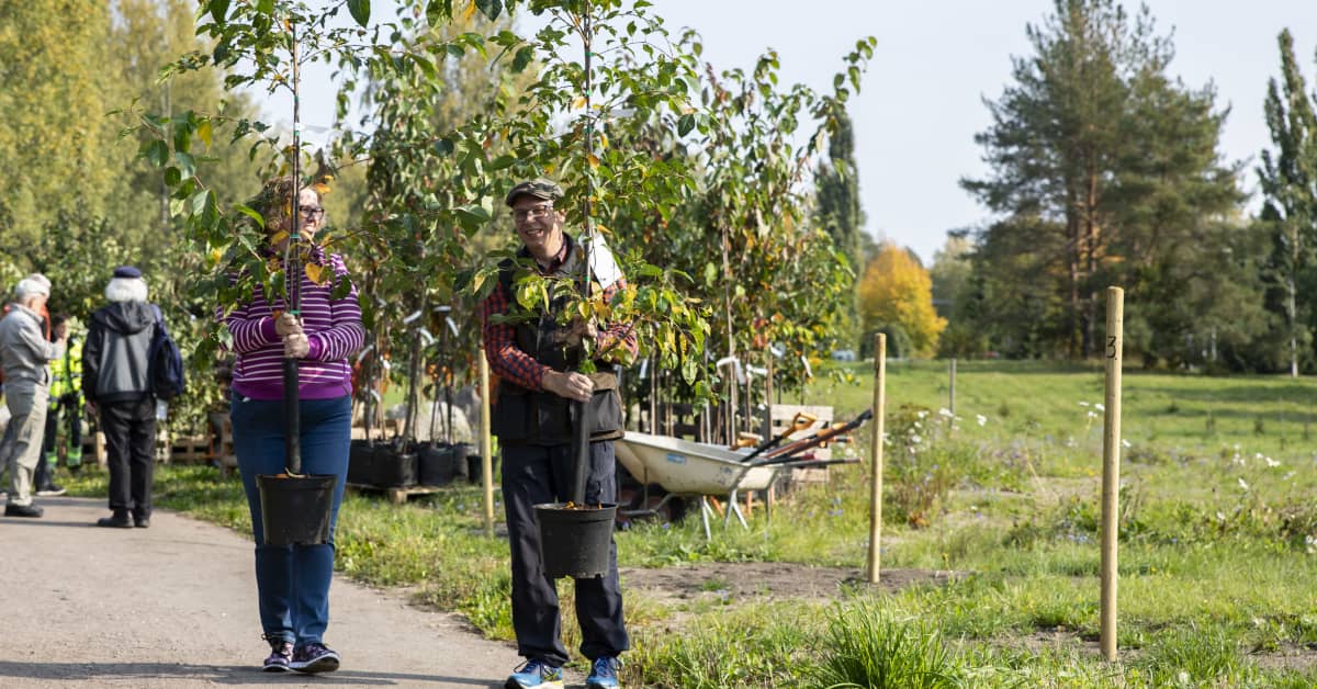 Kimmo Ruokoniemi osti vaimolleen 10 kirsikkapuuta syntymäpäivälahjaksi ...