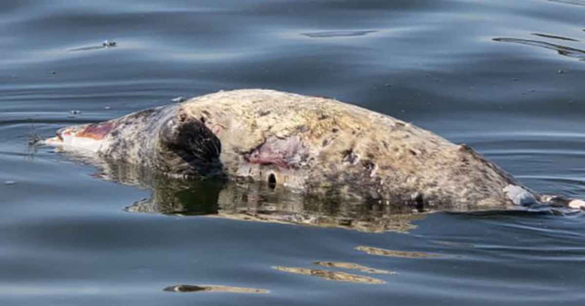 Investigation concludes but mystery remains over mass seal death off ...