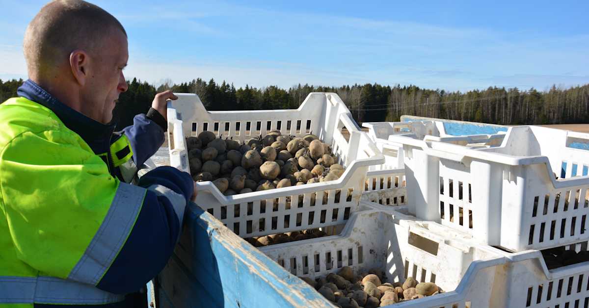 Så varmt i Åboland att nypotatis sätts | Åboland | Svenska Yle