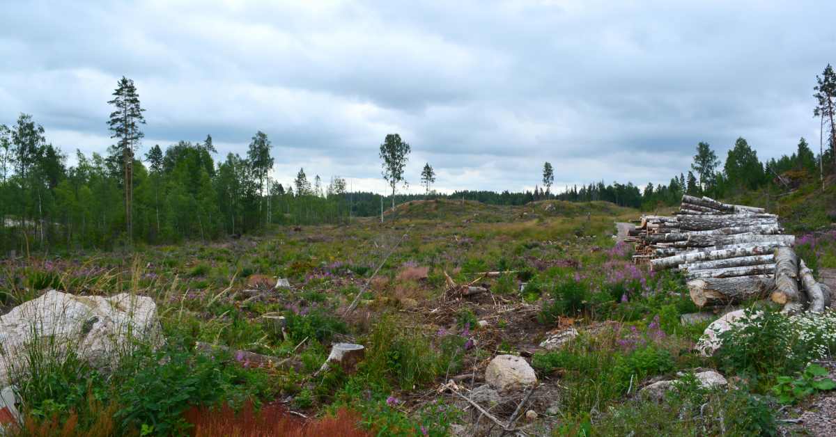 Hangöpolitiker: Förbjud kalhyggen i stadens skogar | Västnyland ...