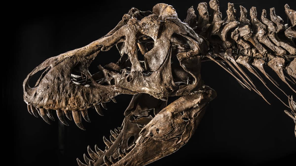 Iskunvaimentimet jättiläisen jalkapohjissa, merimetson näköinen uimari ...