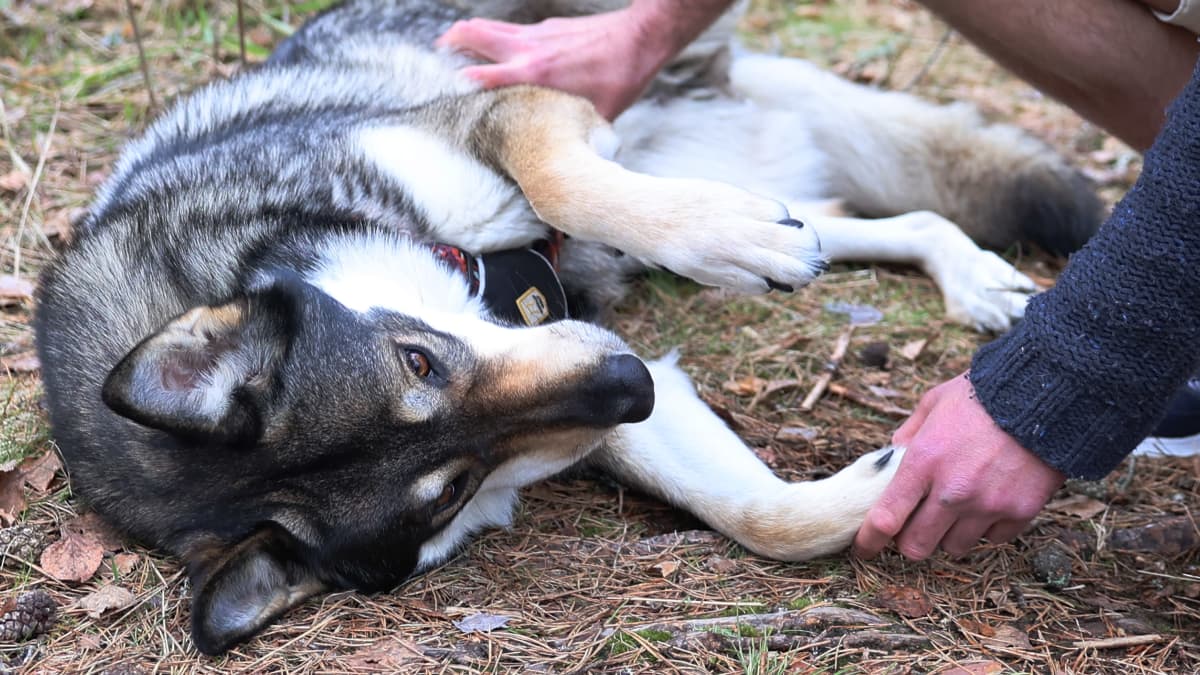Koira ei ymmärrä, mitä on vapaus – siksi irrallaan juoksemista tärkeämpää on, millaisia ...