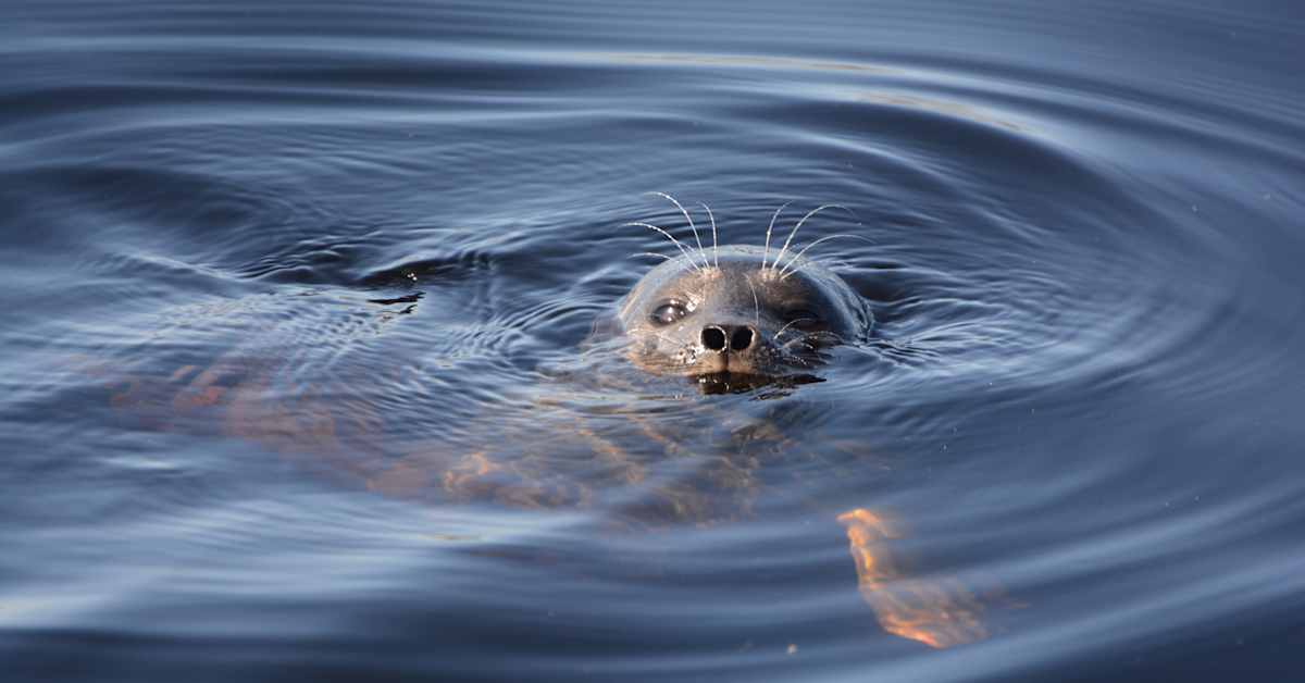 Tätä ei ole ennen nähty: saimaannorppa eksyi Saimaan kanavaan – katso ...