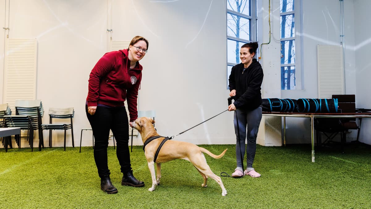 Huostaanotettu Fiona etsii monen muun lemmikin tavoin uutta kotia ...