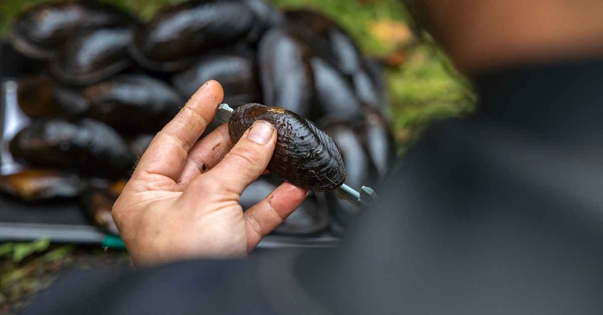 Raakun arvo nousee yli kaksinkertaiseksi, kun lajien rikoshyötyarvot ...