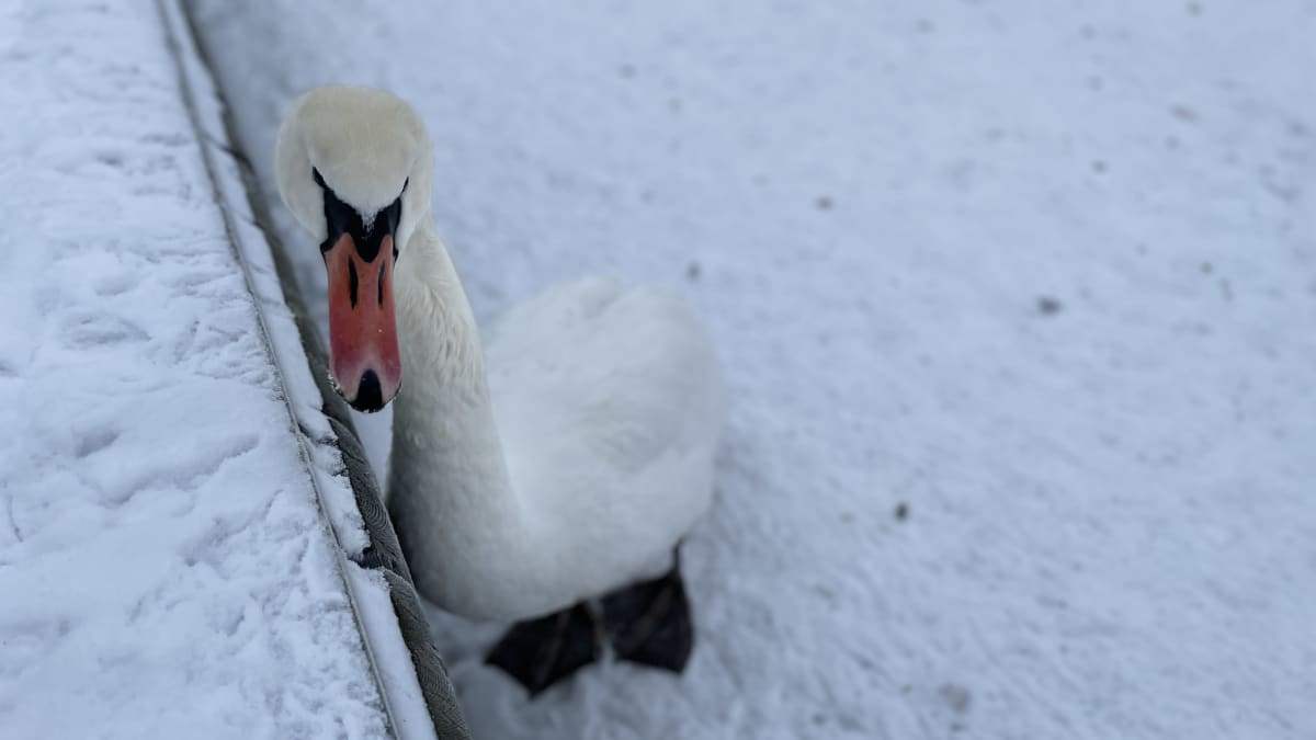 Traaginen tarina vai urbaani legenda? Turun Aurajoessa majailevan ...