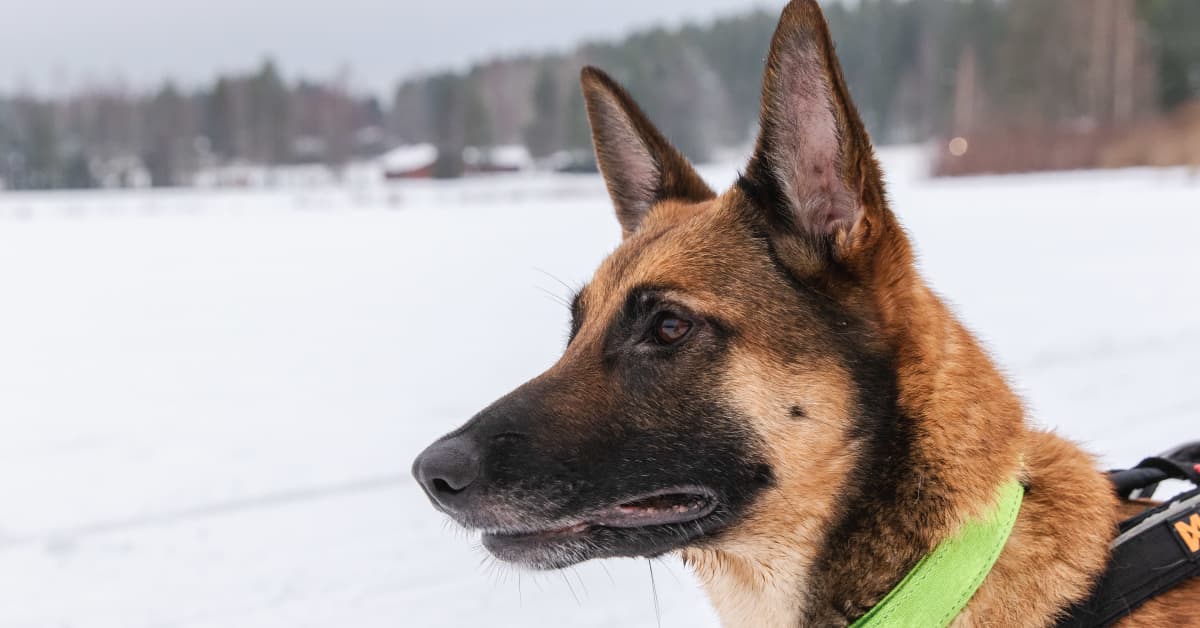 Belgianpaimenkoira putosi jäihin Paraisilla – Pintapelastajat auttoivat ...