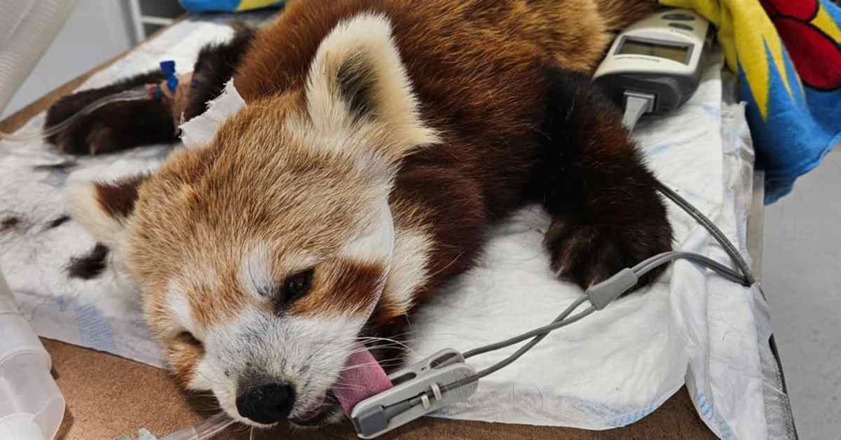 red panda under attack