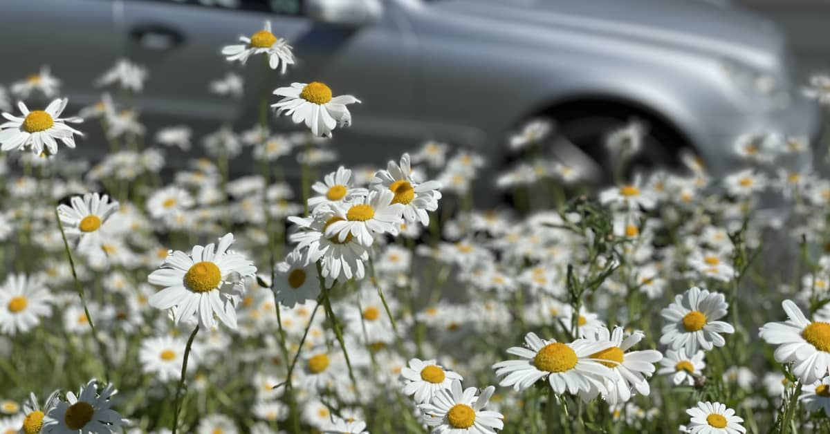 Risteysten pitkät niittykukat herättäneet huolta autoilijoissa ...