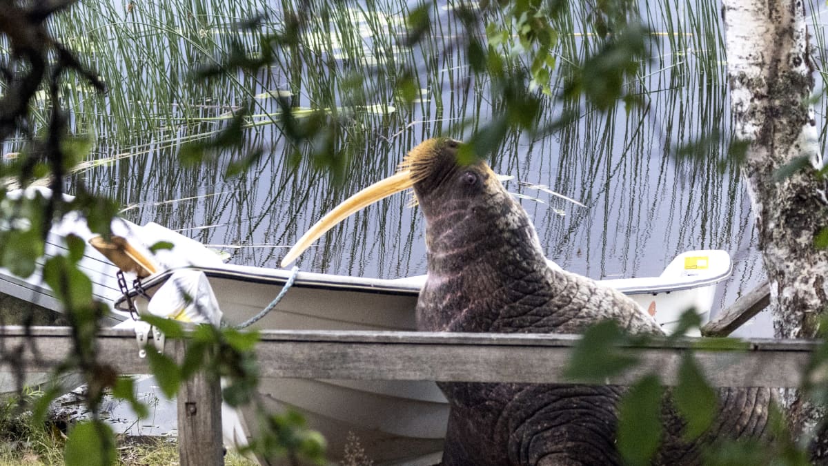Mursu on lähtenyt rannasta vesille Haminassa, mutta voi näyttäytyä ...