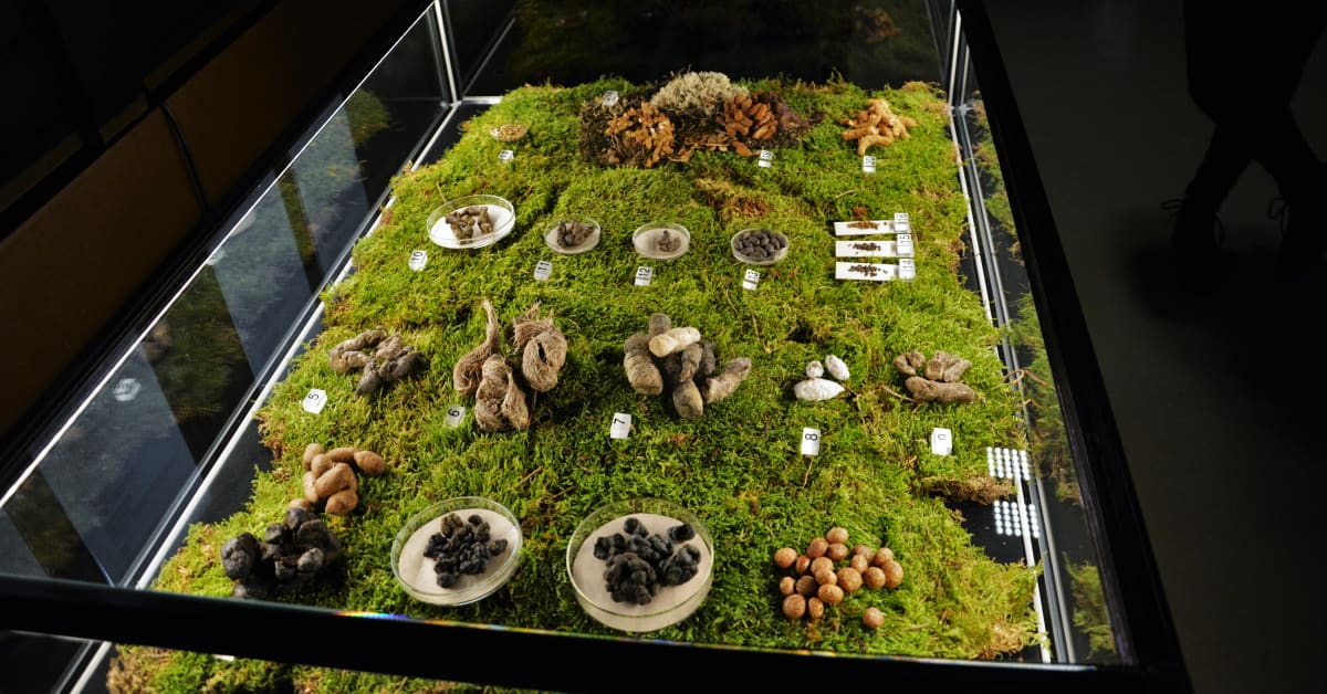 Kappas, kakkaa! veti ennätysmäärän kävijöitä Turun Biologiseen museoon ...