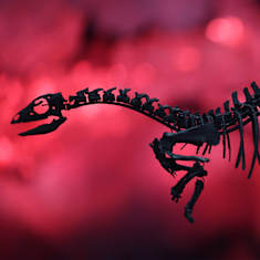 Dinosauruksen luuranko punaista taustaa vasten kuvattuna.