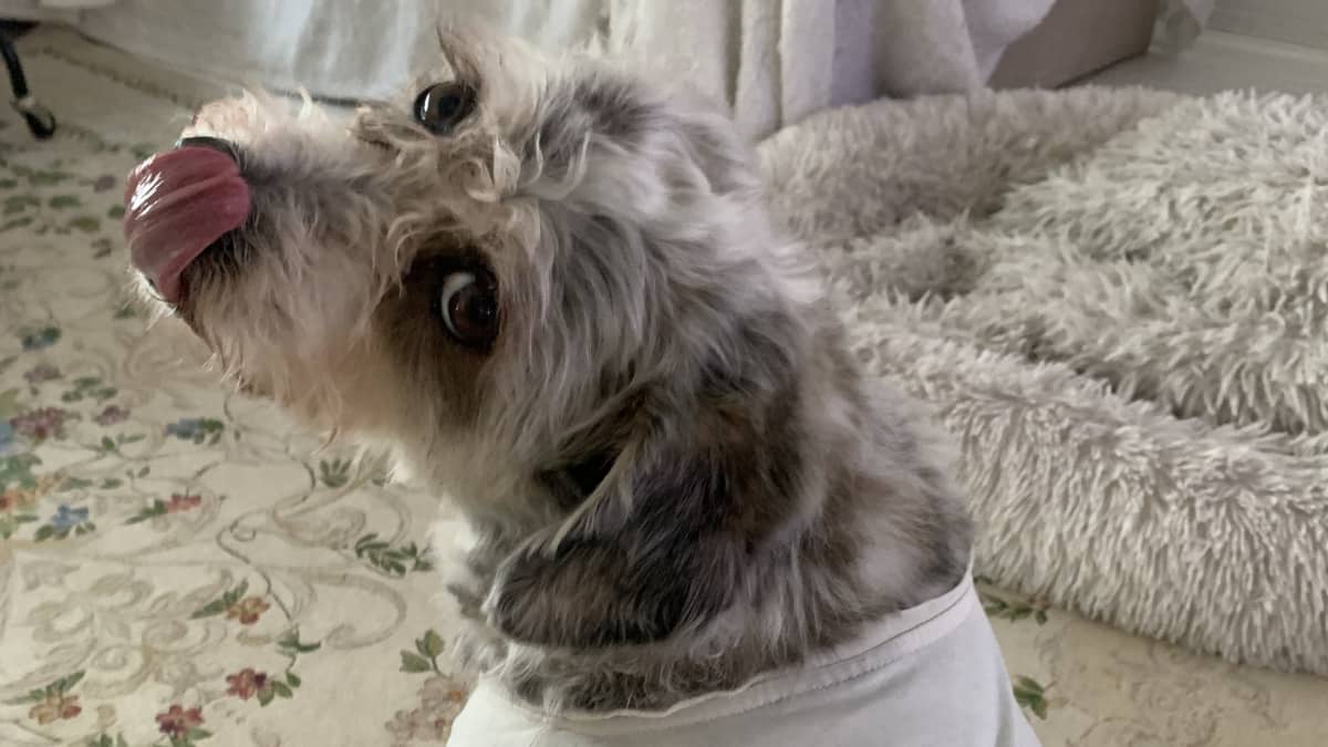 Näin suomalaiset kannustavat Käärijää viisuvoittoon – katso kynnet ...