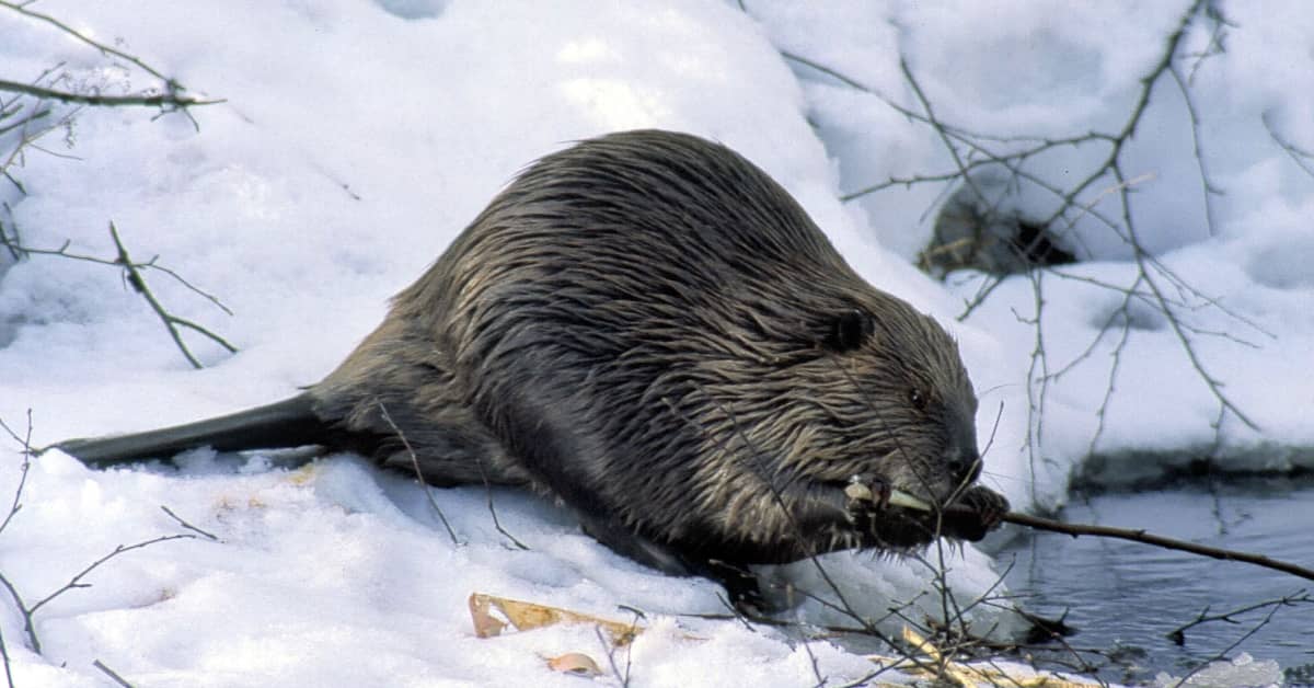 Puuta nakertanut majava teki kohtalokkaan arviointivirheen ...