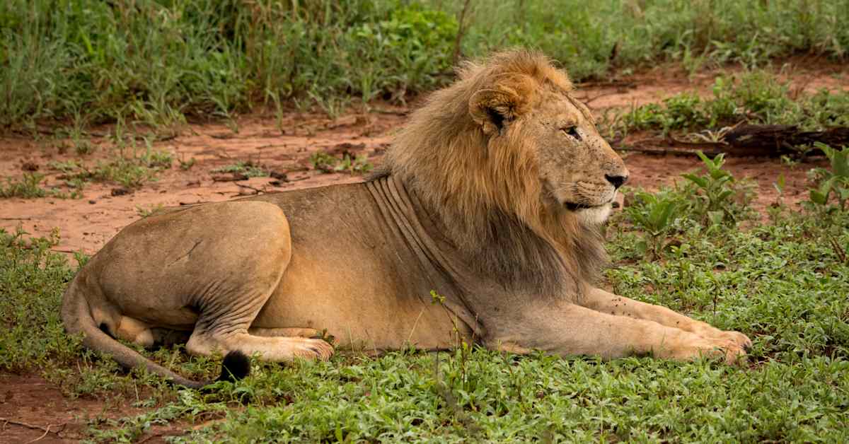 Att döda ett lejon hörde i generationer till massajkrigarens uppväxt ...