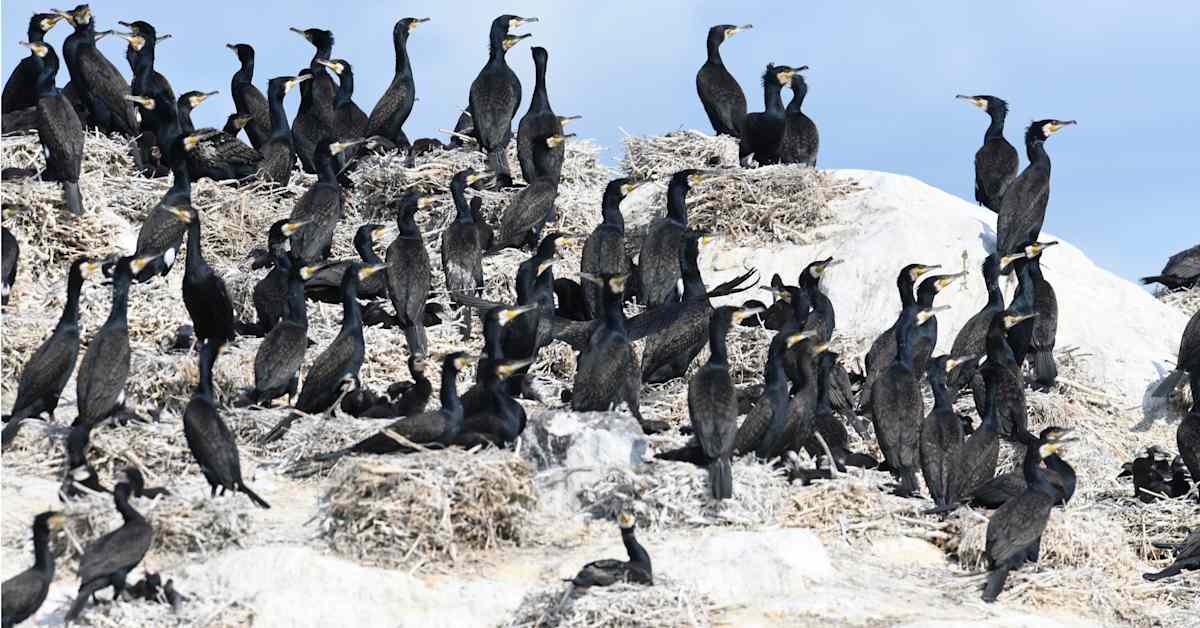 Skarvens påverkan på fisket varierar och lokalt kan den vara stor – men ...