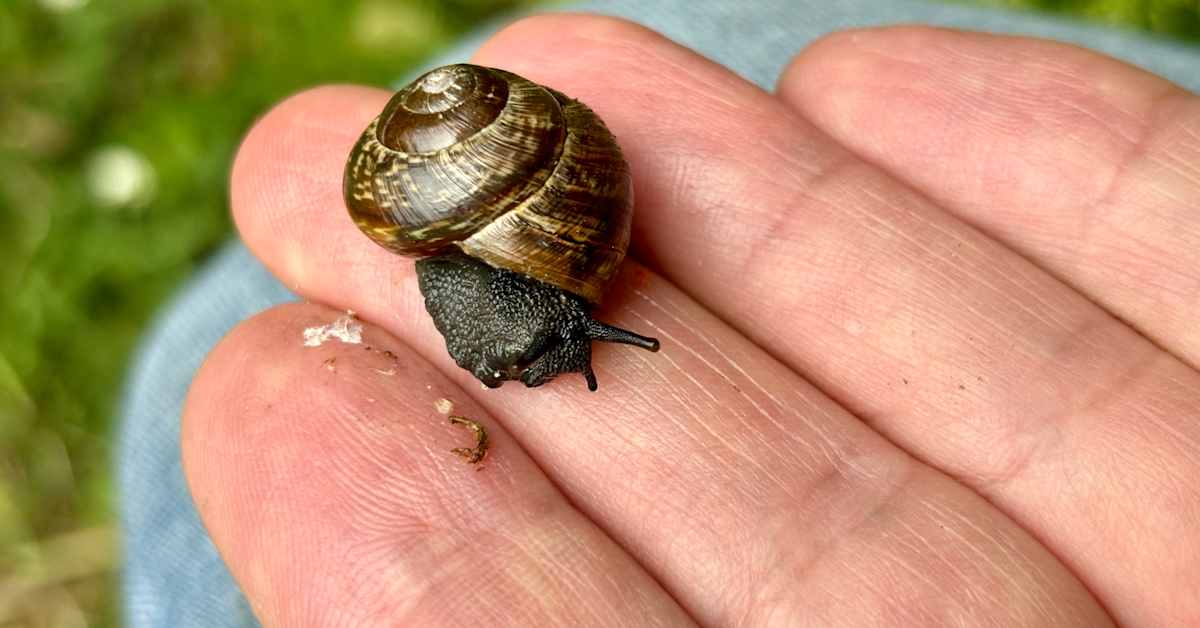 Lehtokotilo levittäytyy yhä laajemmalle – Seinäjoellakin se on ...