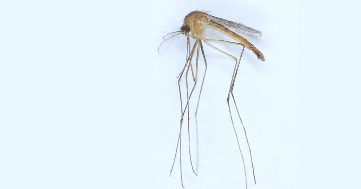 New mosquito species lands in Finland, known to carry West Nile virus ...