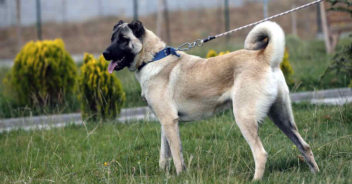 Kerrostalon kokoinen reviiri ja vahva vartiointivietti – näistä syistä ...