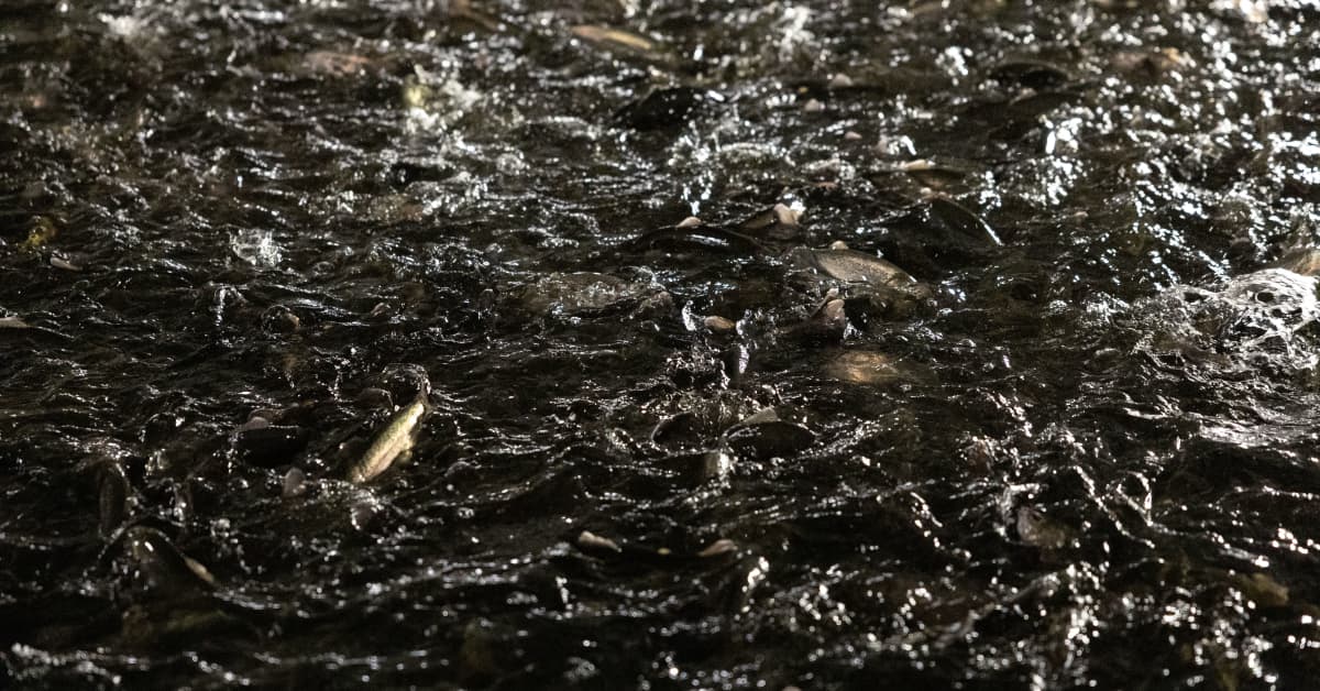 Laitoskalan kasvattaminen on pienestä kiinni, ja se on opittu kantapään ...