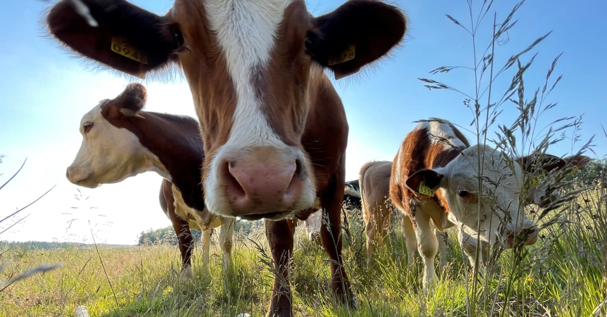 Mitä tapahtuu kun joku eläin tai kasvi katoaa luonnosta? Ketjureaktio ...