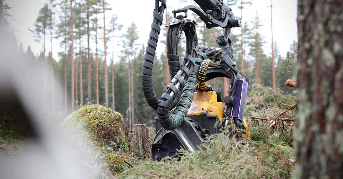 Metsän­hoitaja löysi liito-oravan kakkaa paikasta, jossa UPM hakkaa ...