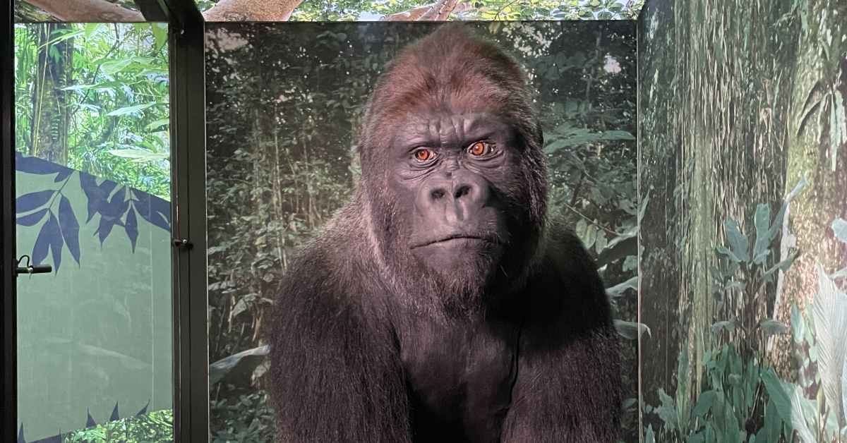 Täytetyt apinat pääsivät museoon Kuopiossa – yleisö huolestui näyttelyn eettisyydestä | Kotimaa ...