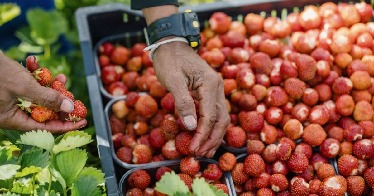 Dozens of Thai berry pickers believed victims of traffickers | Yle News ...