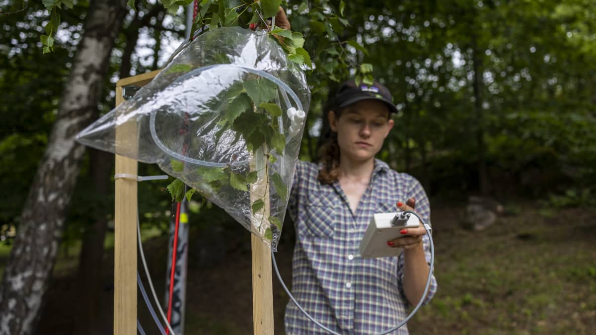 Helsingin keskusta-alueella kaadetaan nyt paljon puita ...