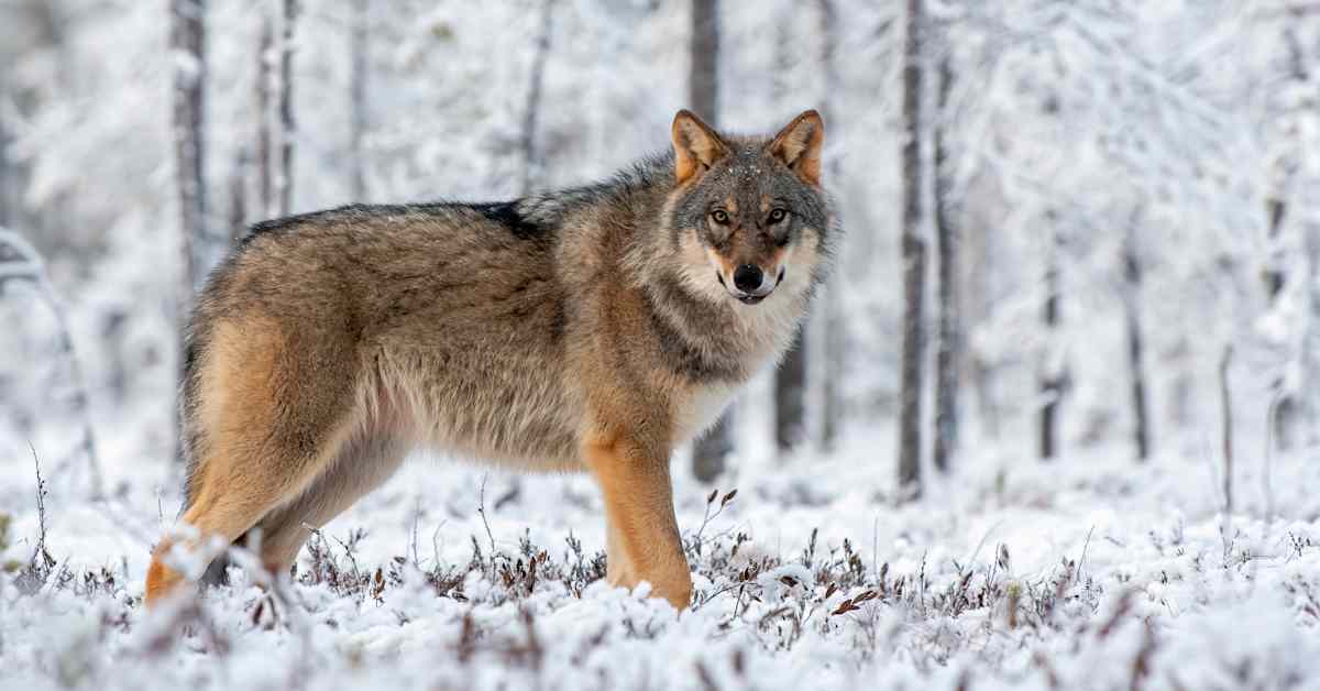 Finland's quota-based wolf hunting season ends with death toll of 82 ...