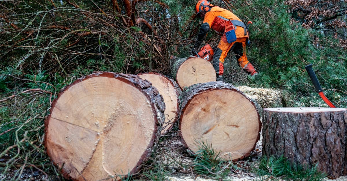 Hämeessä kaadetut puut ovat Suomen järeimpiä tukkeja | Kanta-Häme | Yle
