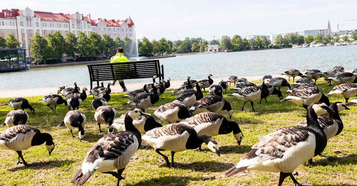 Barnacle goose numbers steady in Helsinki area, but more chicks spotted ...