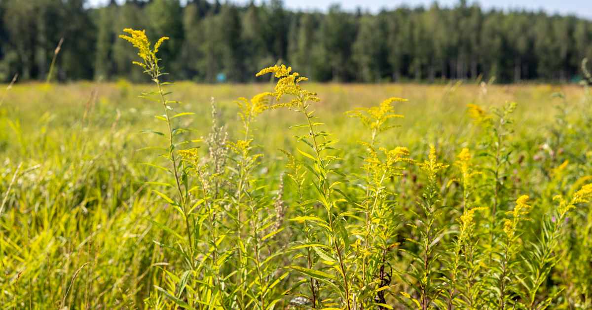 Kanadensiskt gullris sprider sig på kommunens mark i Sibbo | Östnyland ...