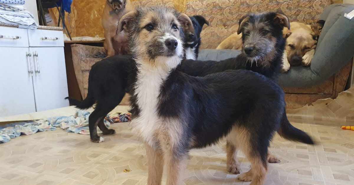 Suurta huolta herättäneen Ransu-koiran pennut löytyivät – video kertoo ...