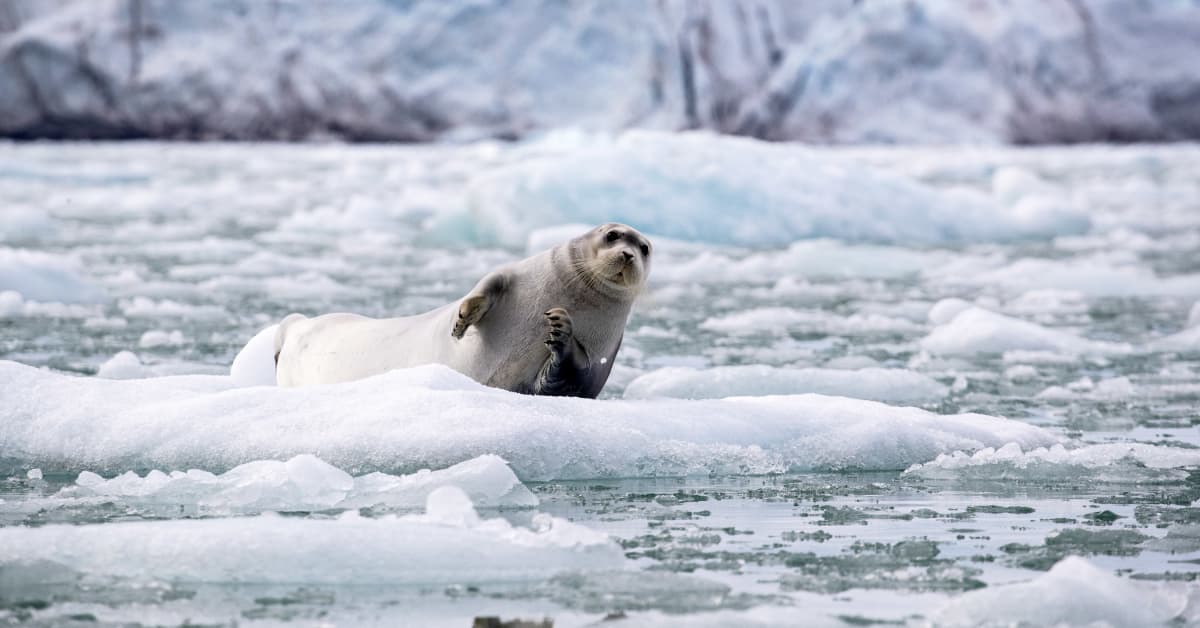 Tutkimus: Pohjoisen ilmasto lämpenee selvästi nopeammin – merieläimillä ...
