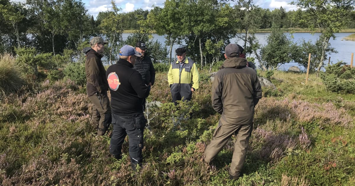 ”Om det måste finnas varg, så finns det inga får” – fårproduktionen i ...