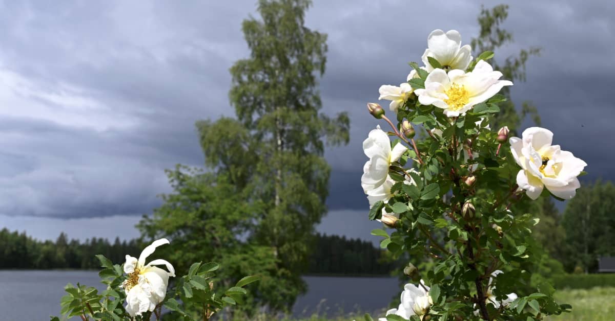 Sade- ja ukkoskuurot voivat iskeä lähipäivänä missä tahansa – paras ...