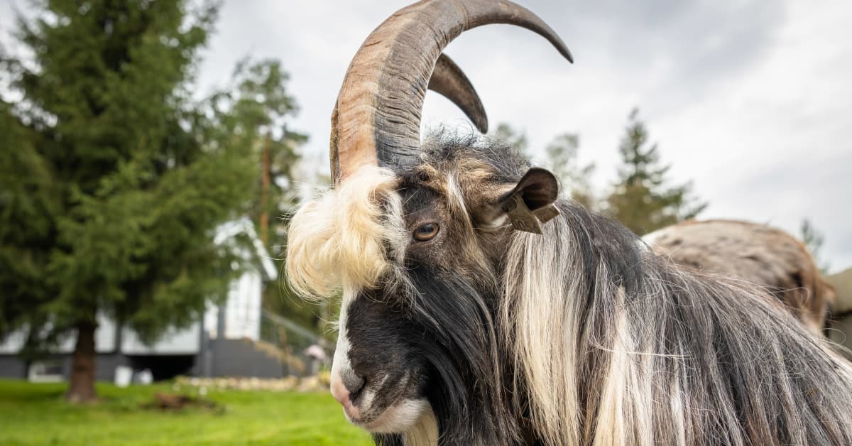 Seppo-vuohi kakkaa katolta koirien päälle ja opettaa kilinsä pahoille ...