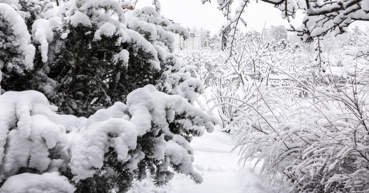 Etenkin Ylä-Savossa on nyt tavallista enemmän lunta | Pohjois-Savo | Yle