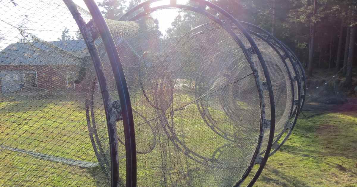 Sälsäker ryssja lanseras i Åboland | Åboland | Svenska Yle