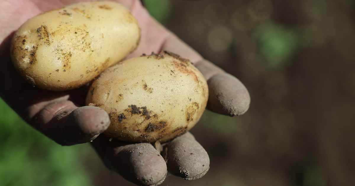 Gott om nypotatis av bra kvalitet till midsommar | Inrikes | Svenska Yle