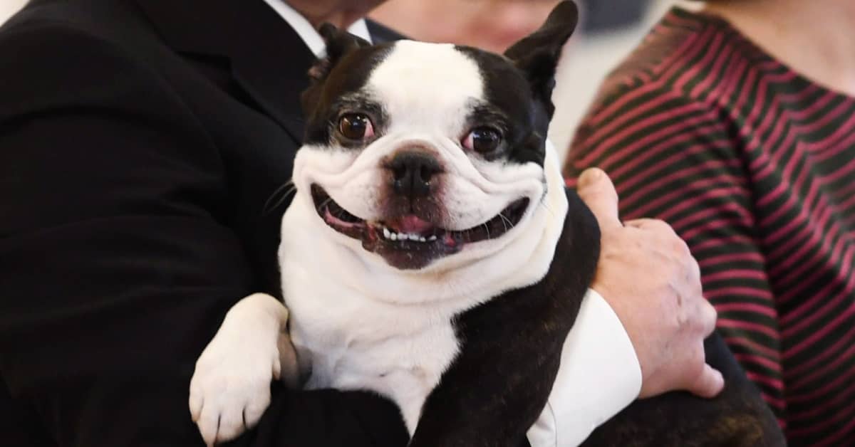 Finland's 'First Dog' Lennu dies | Yle