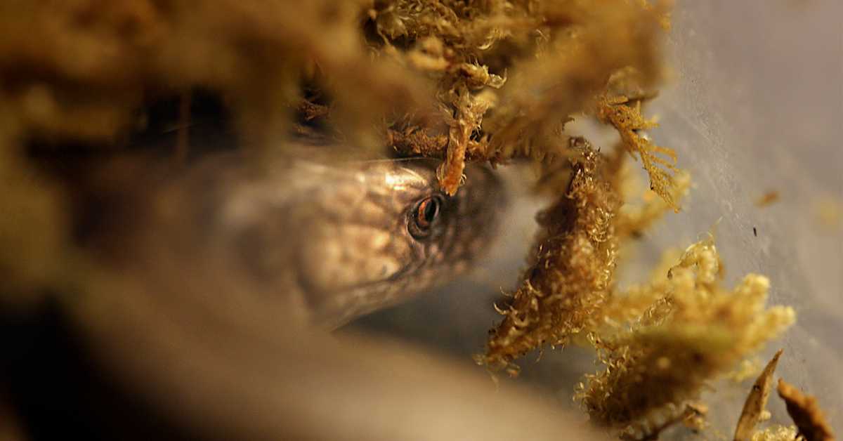 Viinikaapin vaskitsa palasi vapauteen | Luonto | Yle