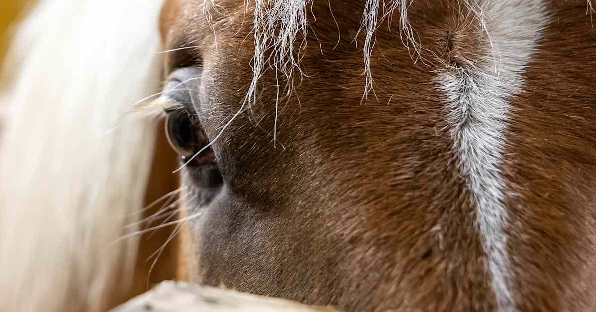 Hattulassa on todettu hevosella koronavirus­tartunta – talli pyrkii ...