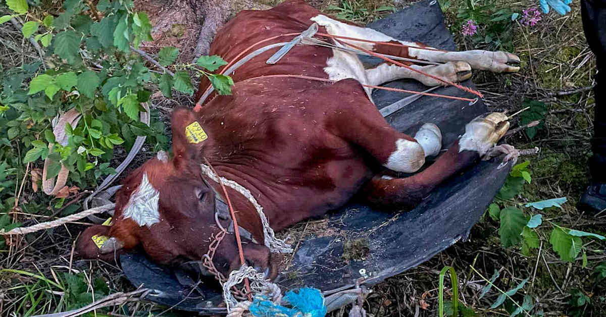 31 Lappträskkor var på rymmen i en månad – den sista kom hem med hjälp av sövningspilar: ”Det ...