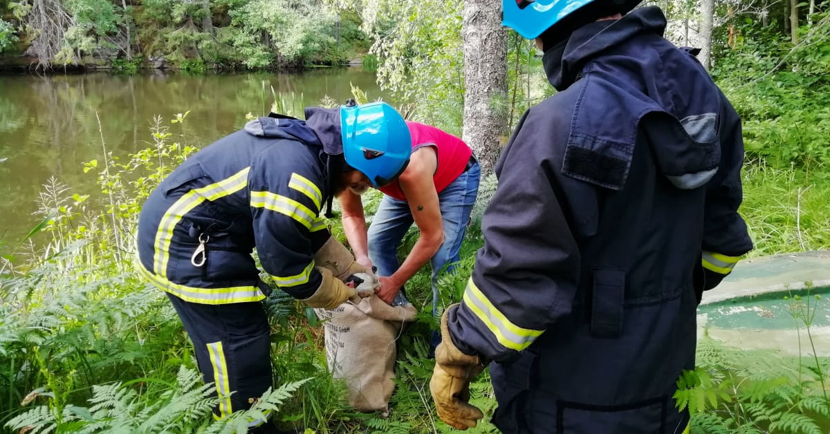 Pikkulinnut työllistävät pelastuslaitosta eläimistä eniten ...